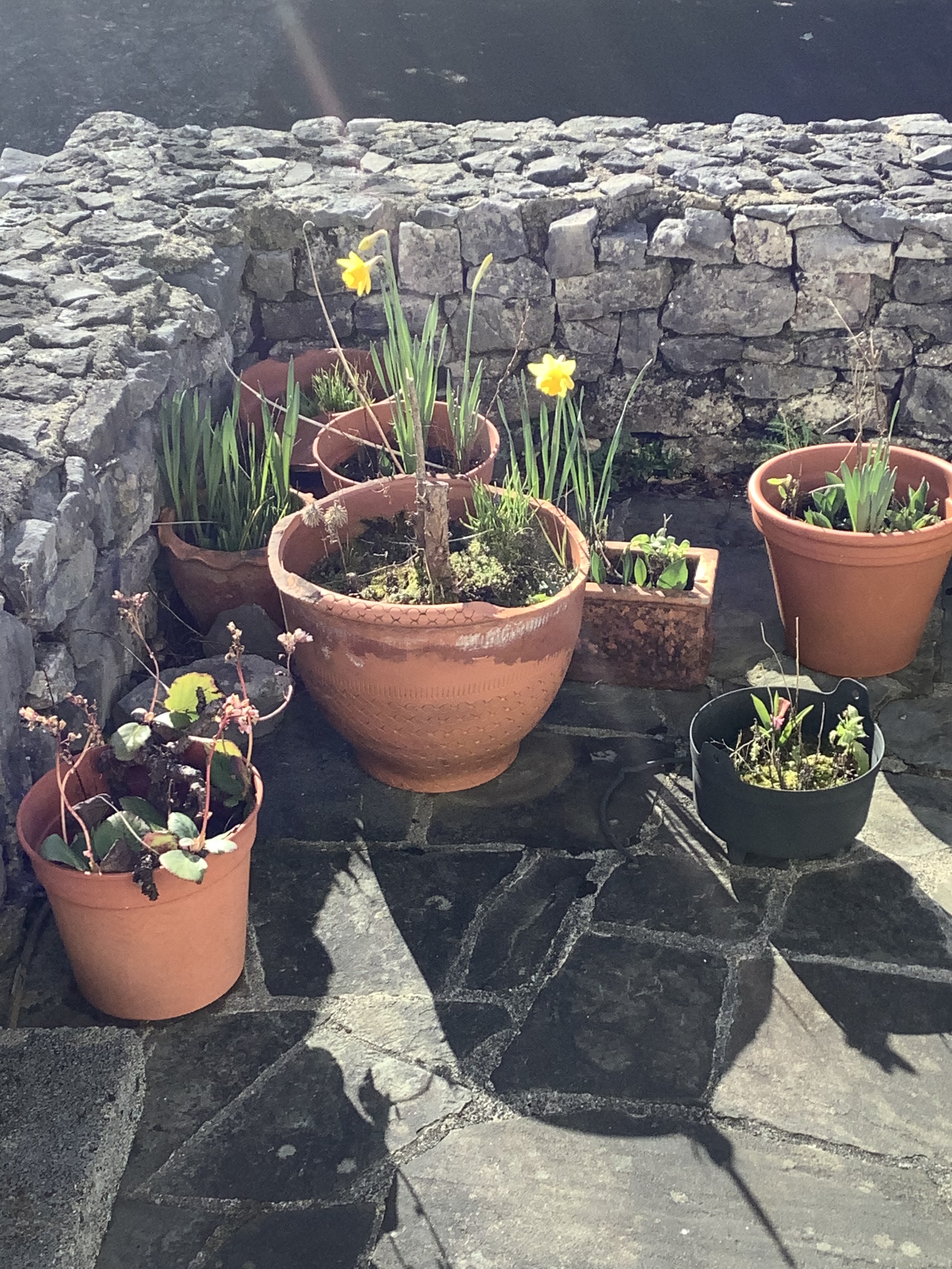 Daffodils – Haiku – ColinMylesAuthor